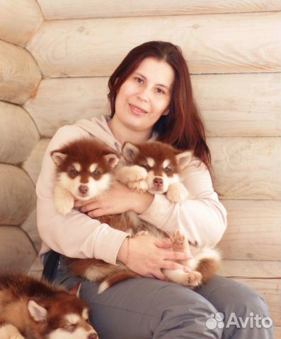 Маламуты Редкого Окраса