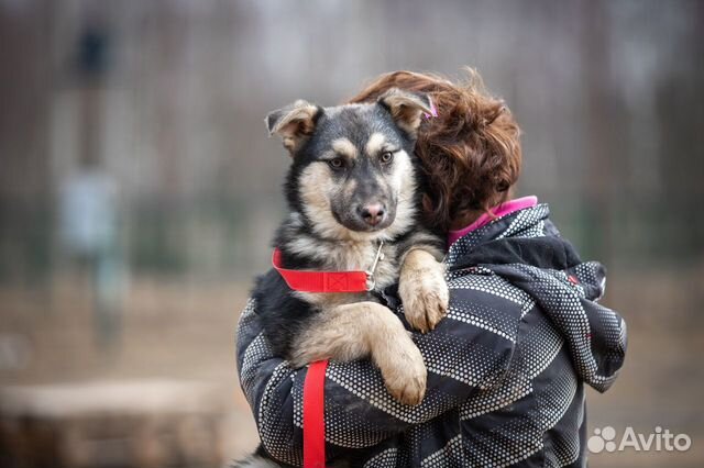 Щенок в добрые руки