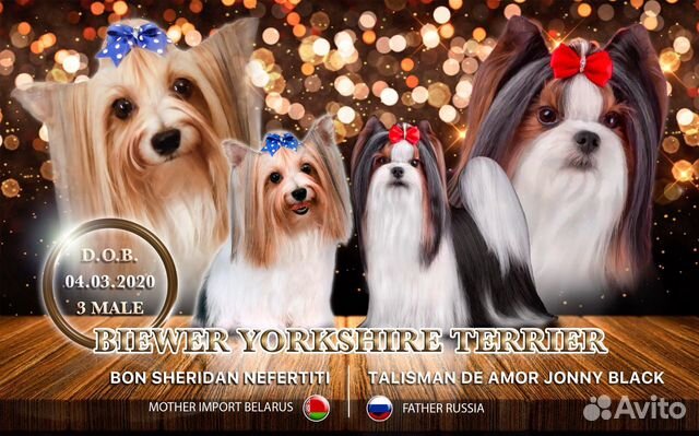 Открыто резервирование щенков