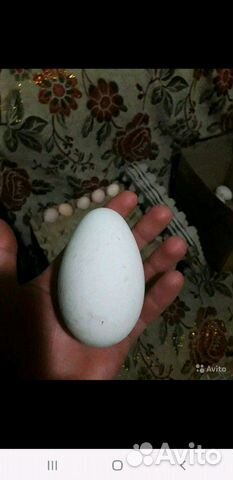 Продам инкубационное гусиное яйцо