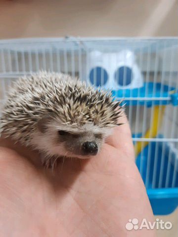 Ежатки малипуськи