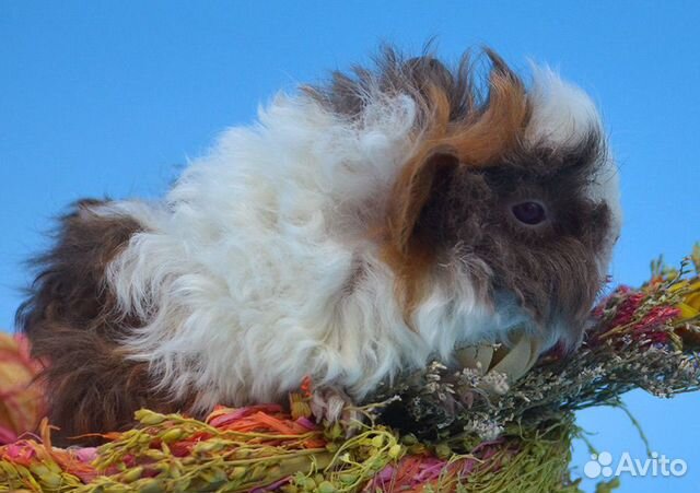 Малыш мальчик морской свинки