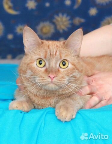 Рыжая кисонька ищет дом