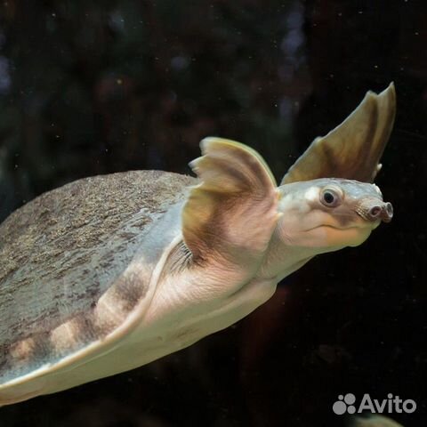 Свинорылая черепаха