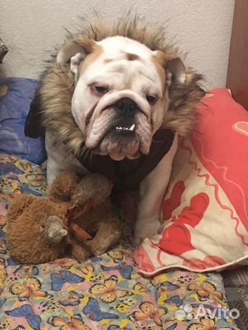 Английский бульдог вязка