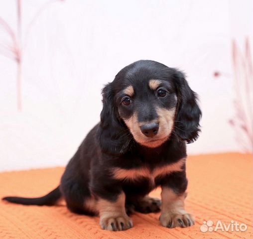 Длинношёрстный такс-миник на продажу