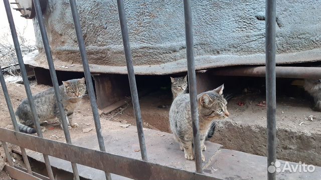 Кошки