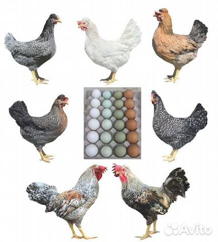 Доминанты: мясо-яичные кроссы. Цветное яйцо