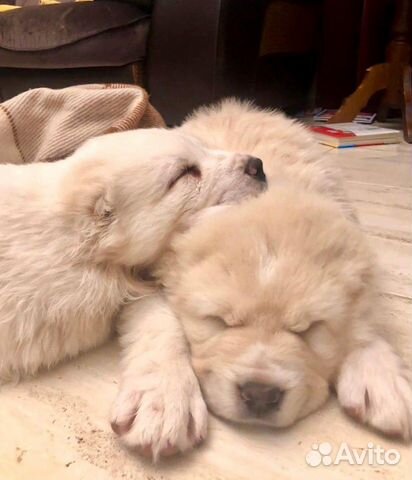 Белые медведи сао