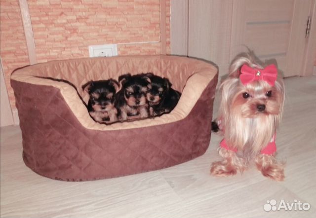 Красивый супер мини щенок йоркширского терьера