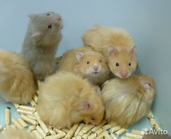 Сирийские Хомяки Ручные