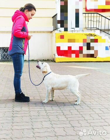 Перспективный щенок