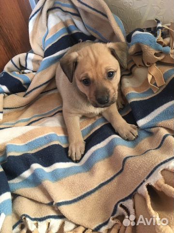 Щенки той-терьера