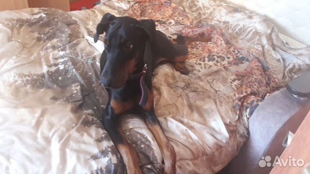 Щенок Добермана