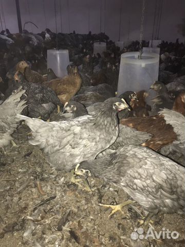 Куры Доминант