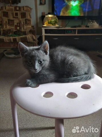 Котенок