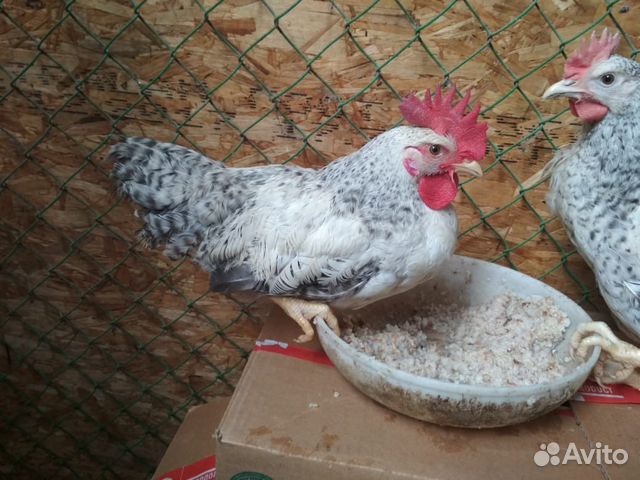 Петушки борковская барвистая