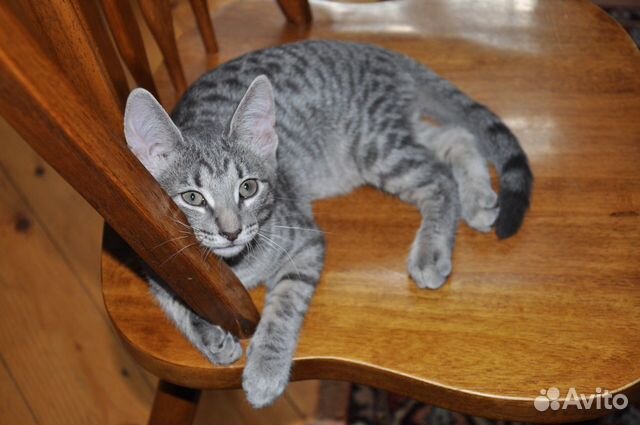 Котенок кошечка 5 месяцев