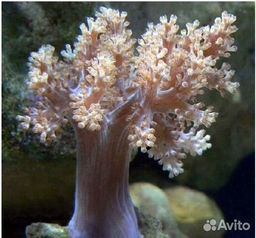 Капнелла живой коралл