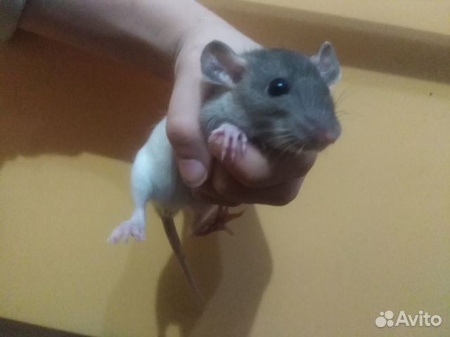 Крыскадамбика