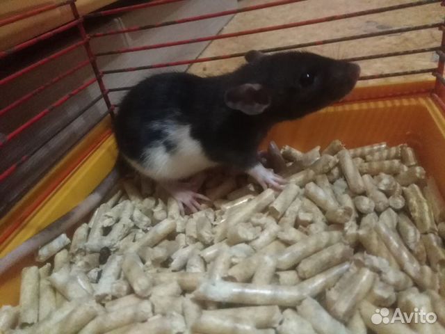 Крыска дамбик