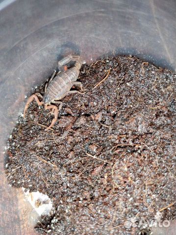 Живые скорпионы