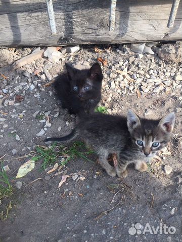 Спасите маленькие жизни