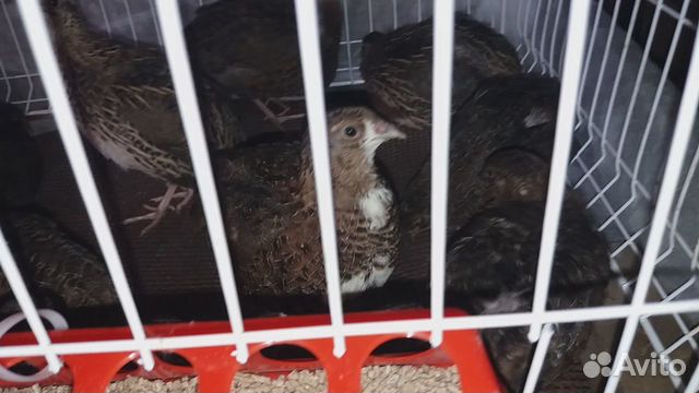 Продам перепелов