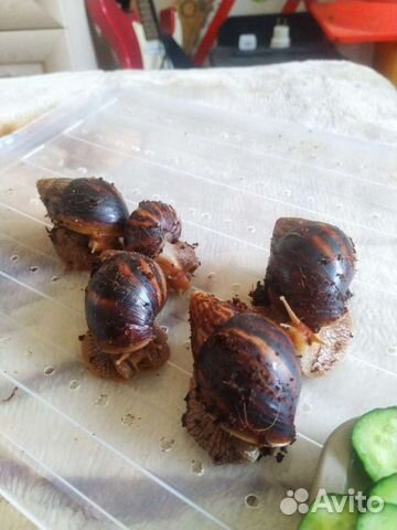 Ахатины Иммакуляты