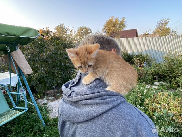 Котёнок рыженький 1,5мес
