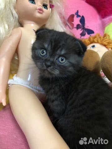 Шотландская