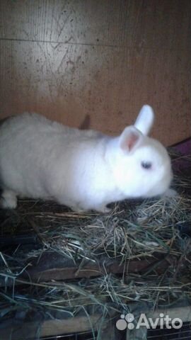 Кролик декоративный