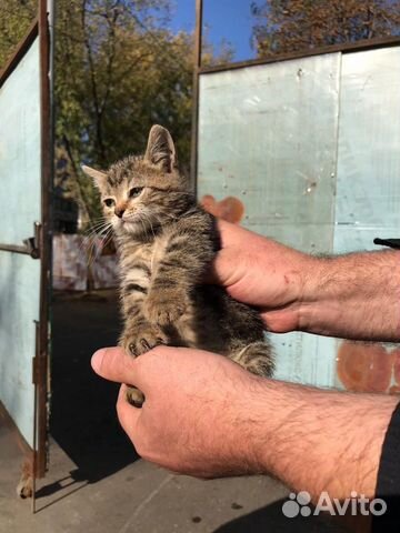 Котёнок (девочка) возраст меньше месяца