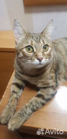 Абиссинская кошка метиска Альбина 2 года стерильна