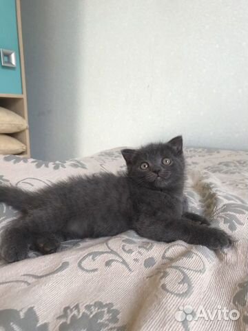 Британская