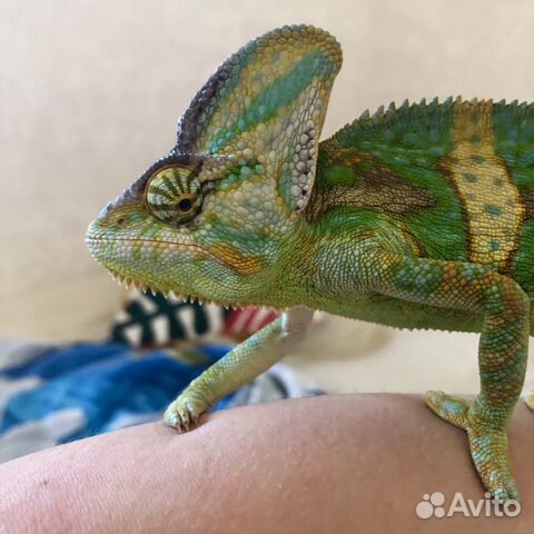 Хамелеон с террариумом