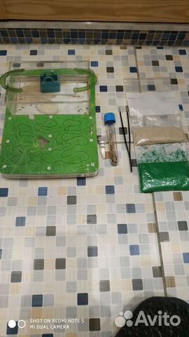 Муравьиная ферма(формикарий) antplanet