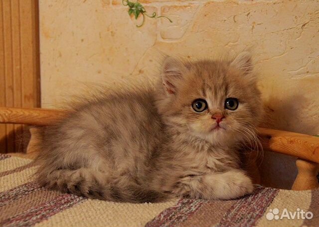 Астон - голубой золотистый затушеванный котик