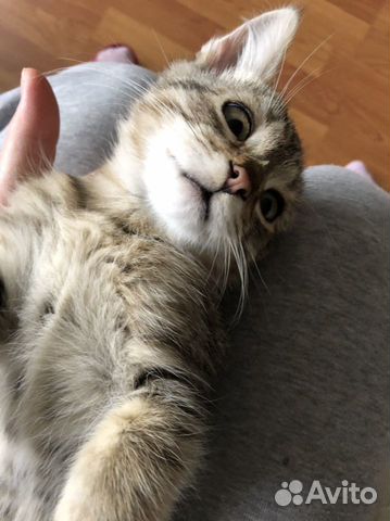 Серый усатый котенок