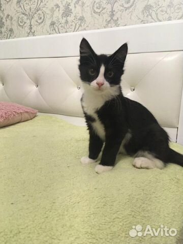 Чёрно-белый котёнок"маркиз" Таймон в добрые руки