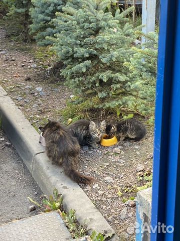 Котята в добрые руки