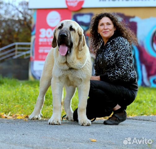 Шикарный щенок испанского мастифа кобель