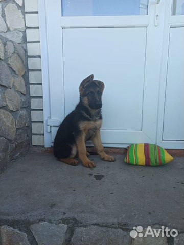 Немецкая овчарка щенки мальчики и девочки