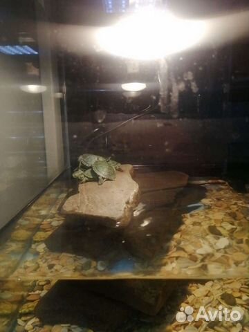 Черепаха красноухая