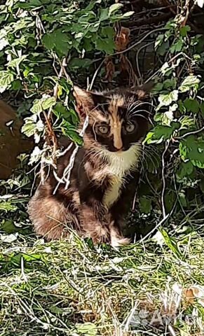 Котёнок ищет дом, 3 мес