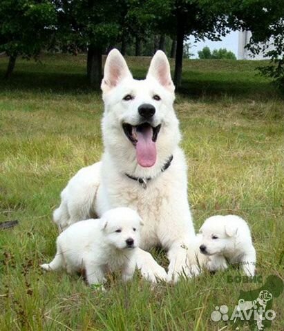 Продаются щенки белой швейцарской овчарки
