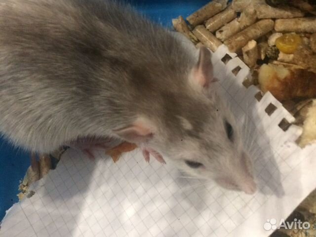 Крыса с прицепом(новорождённой крысёнок)