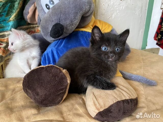 Котёнок- девочка