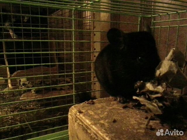 Цветные шиншиллы