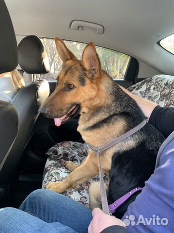 Овчарка в добрые руки